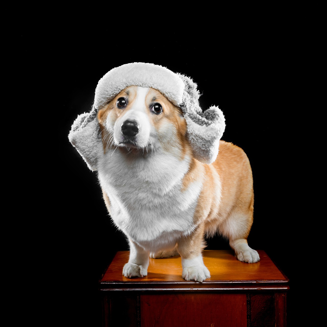 90000 多张免费的“Dog Hd”和“狗”照片 - Pixabay
