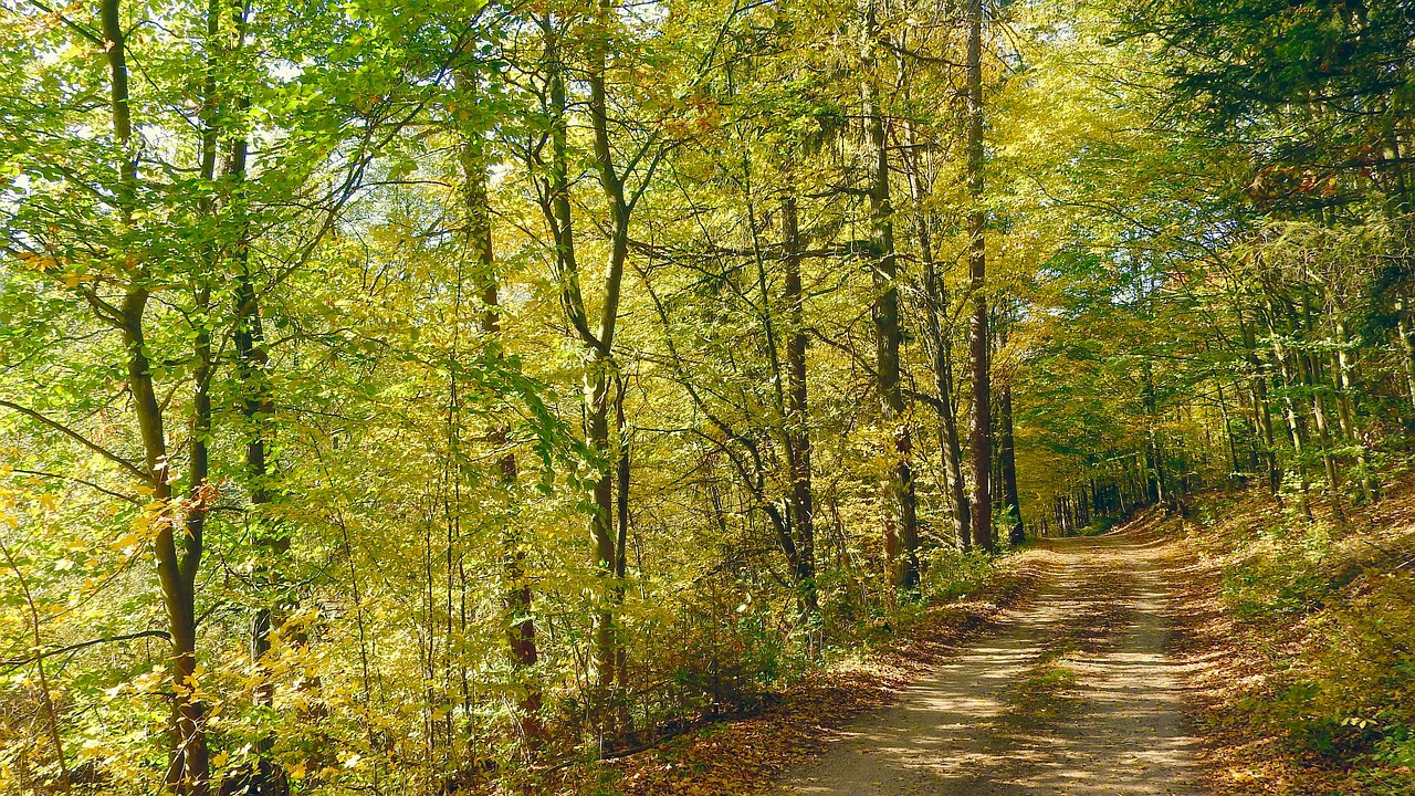 Chemin Forestier Forêt D'Automne - Photo gratuite sur Pixabay - Pixabay