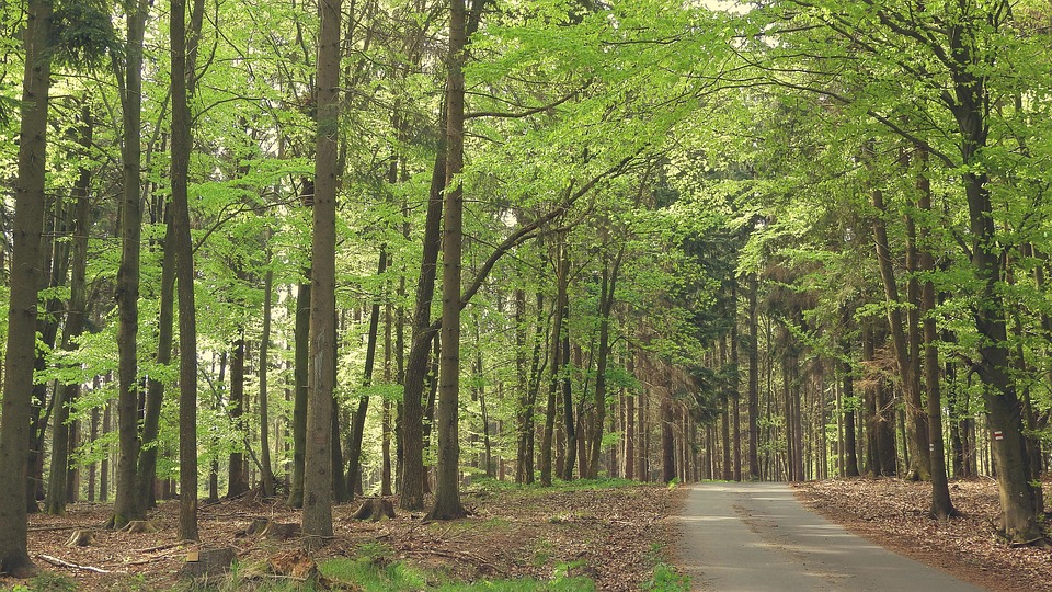 Summer In The Woods Forest - Free photo on Pixabay - Pixabay