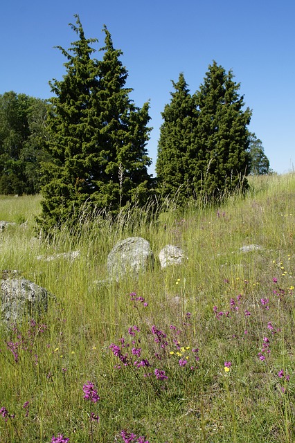 Trockenrasen Landschaft Sommer - Kostenloses Foto auf Pixabay - Pixabay