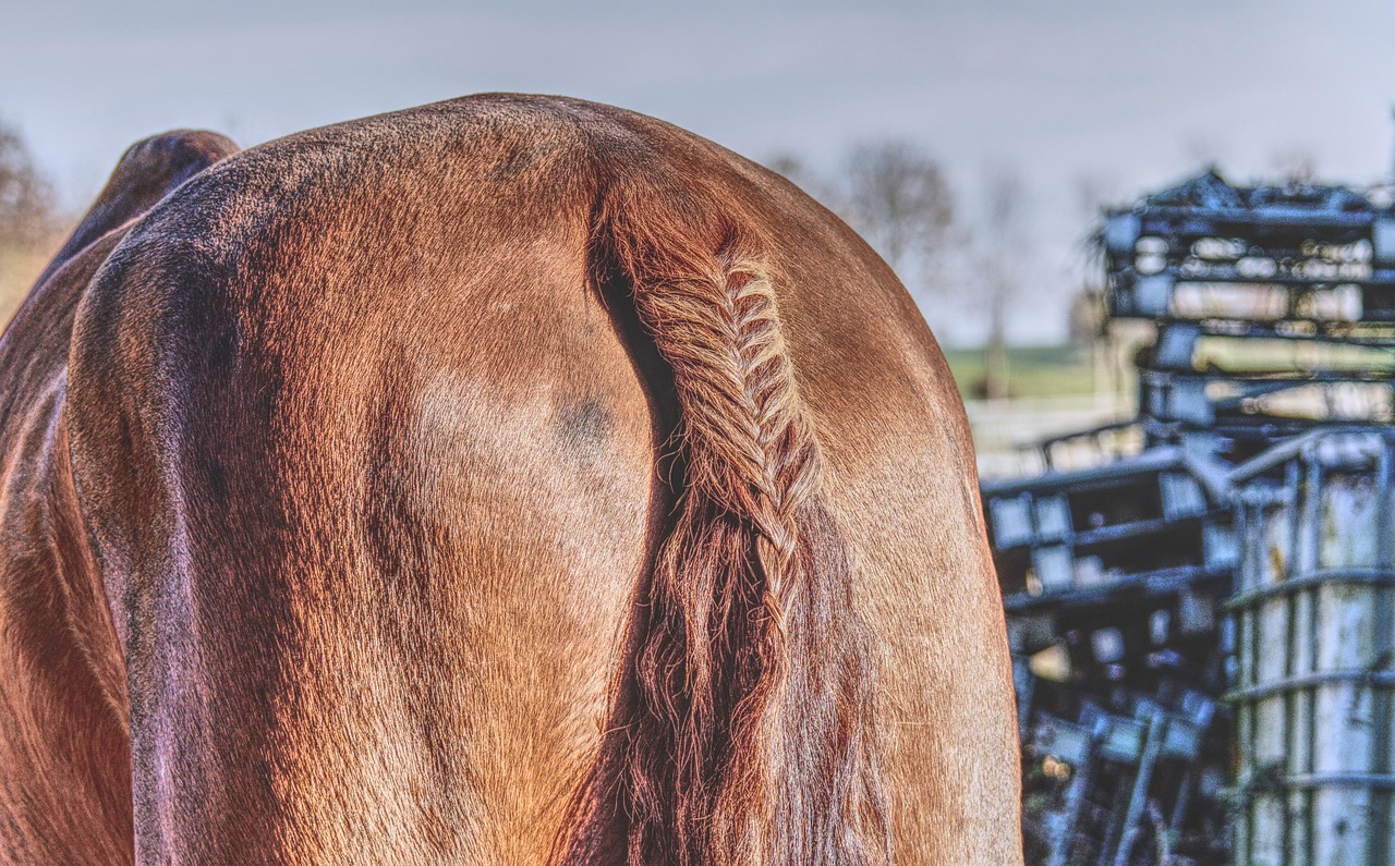 100,000+ Free Ponytail Woman & Woman Images - Pixabay