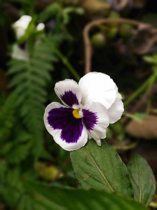 Banci Bunga Bloom - Foto gratis di Pixabay - Pixabay
