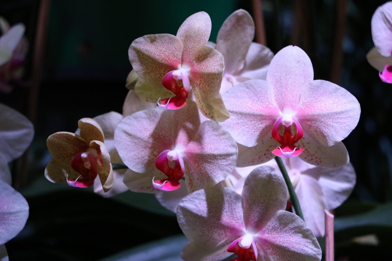 Anggrek Bunga Mekar - Foto gratis di Pixabay