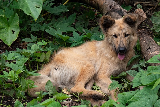 Ecuador Rainforest Dog - Free photo on Pixabay - Pixabay