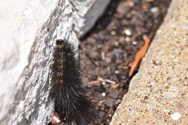 Oruga Insecto Peludo - Foto gratis en Pixabay