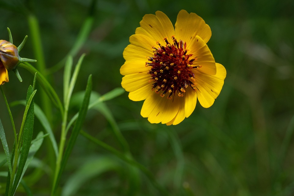 Green Flower Nature - Free photo on Pixabay