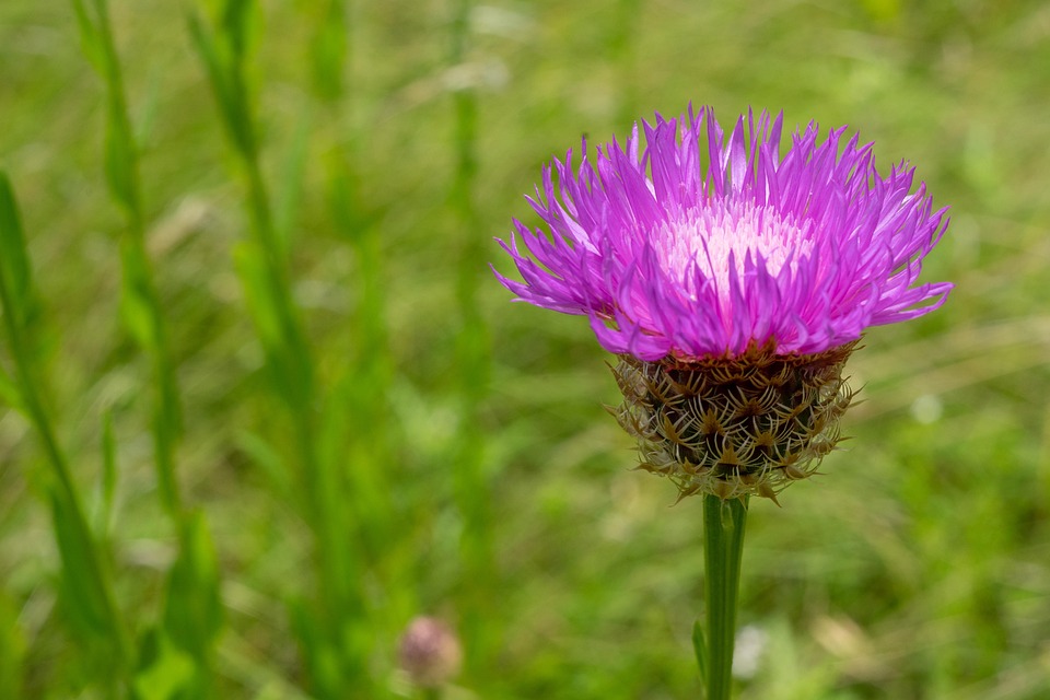 Green Flower Nature - Free photo on Pixabay - Pixabay