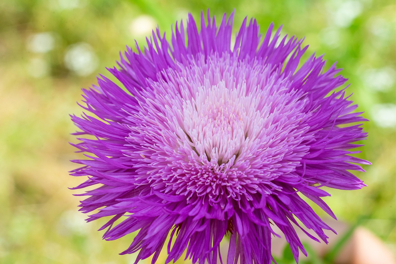 300+ Free Flores & Nature Images - Pixabay