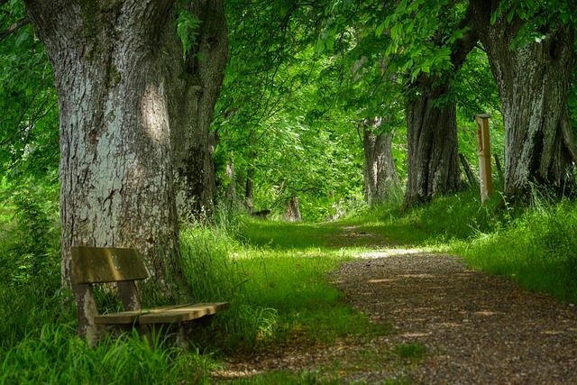 Weg Wandern Natur - Kostenloses Foto auf Pixabay - Pixabay