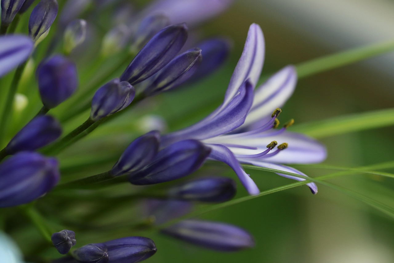200+ Free Agapanthus & Nature Images - Pixabay