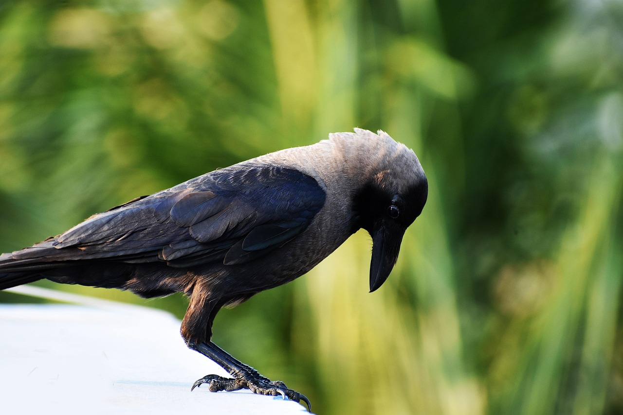 Bird Crow Feather - Free photo on Pixabay