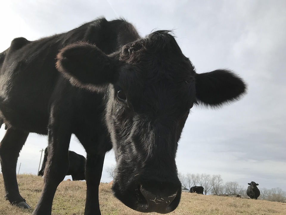 Vaca Angus Ganado Carne De - Foto gratis en Pixabay - Pixabay