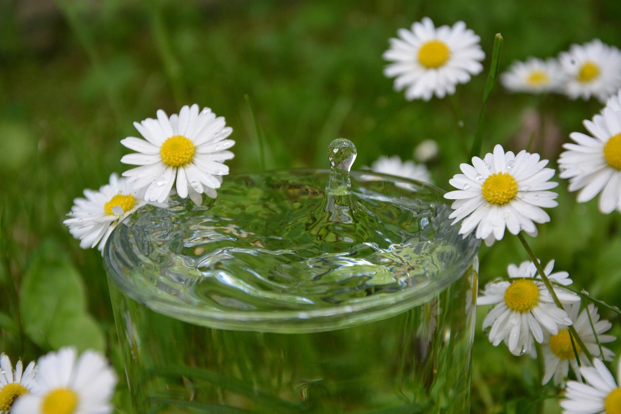 200,000+ Free Water-Drop & Nature Images - Pixabay