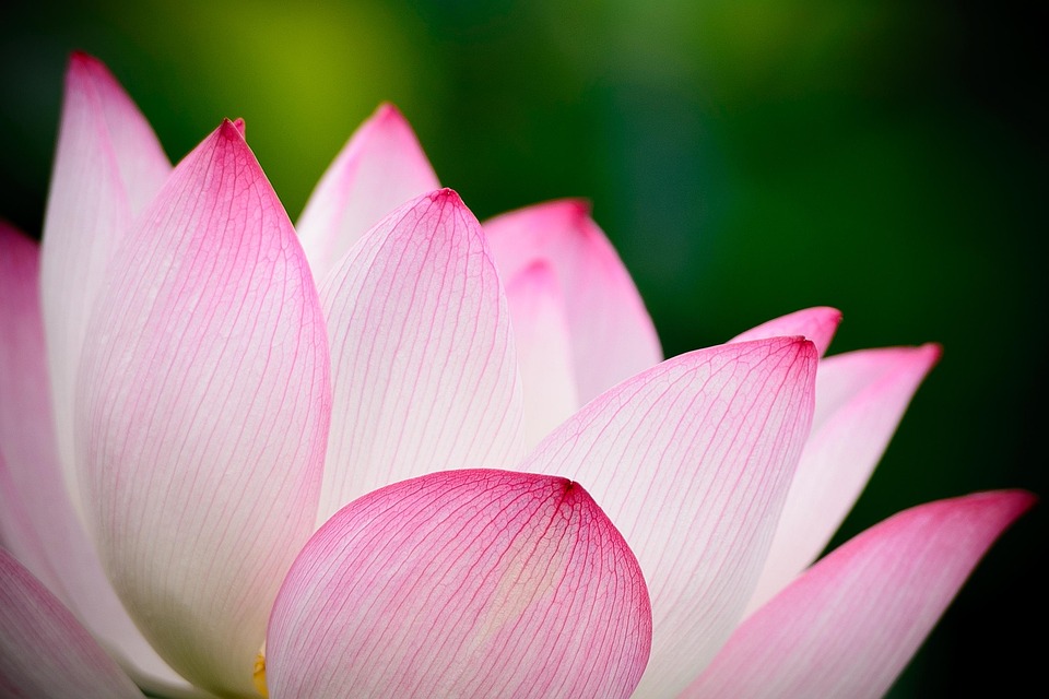 Lotus Flower Nature - Free photo on Pixabay