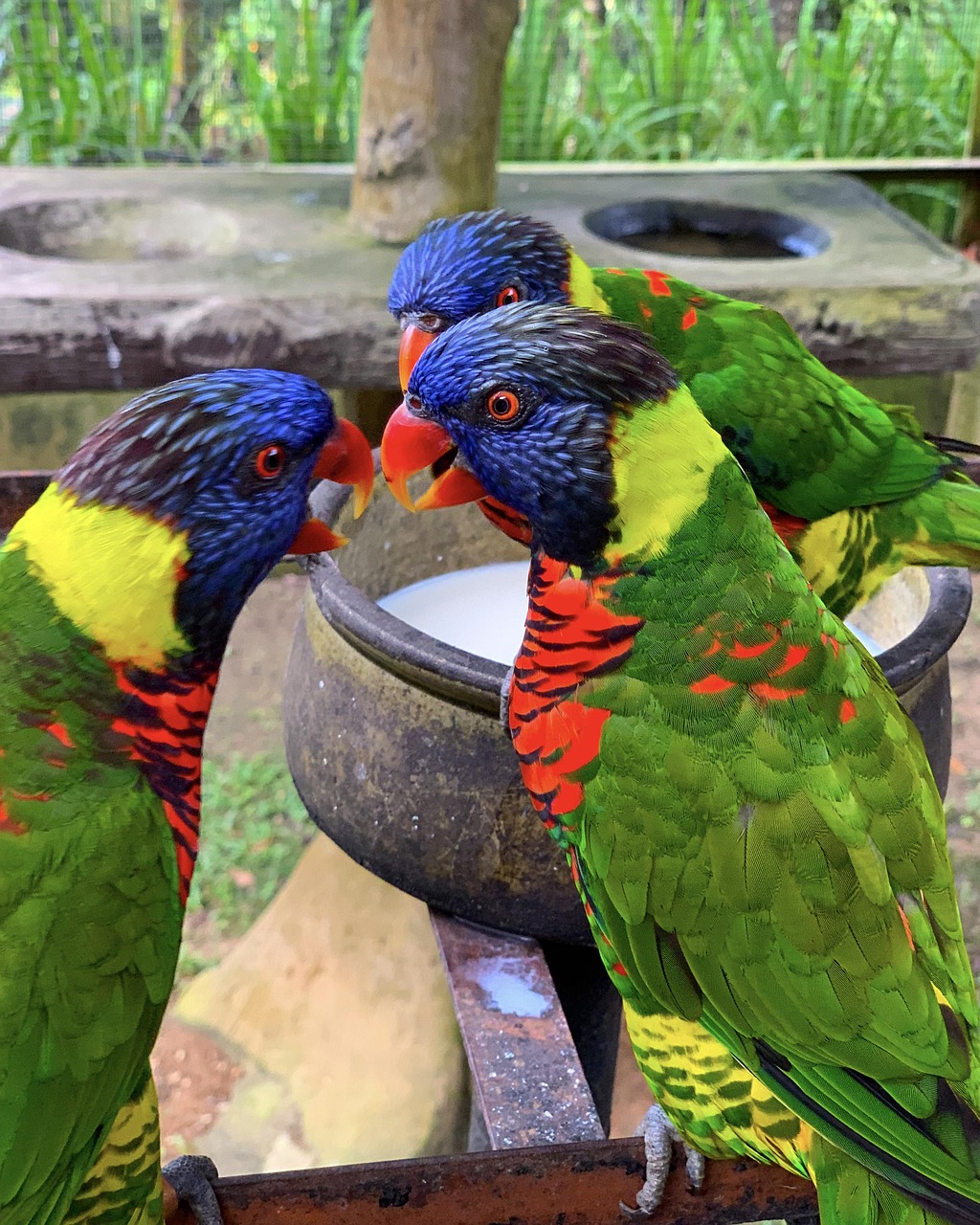 10,000+ Free Rainbow Lorikeet & Rainbow Images - Pixabay
