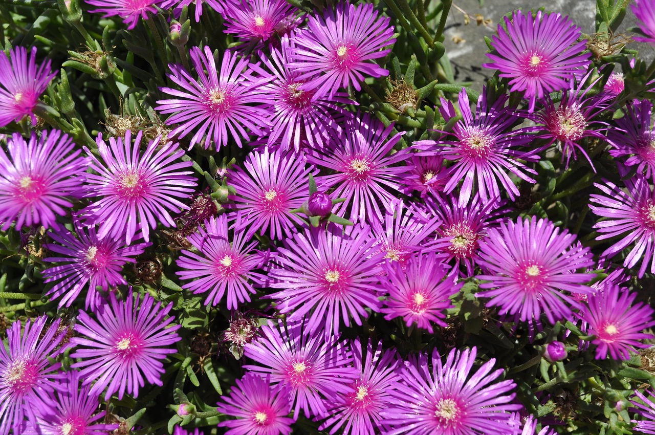 Flor Roxa Em Forma De Estrela - Foto gratuita no Pixabay - Pixabay