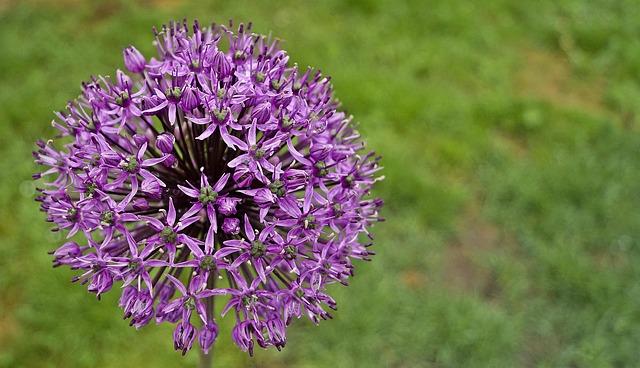Onion Flower Nature - Free photo on Pixabay