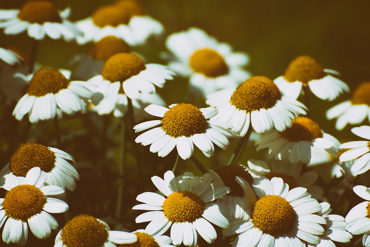 Daisies Flower Summer - Free photo on Pixabay - Pixabay