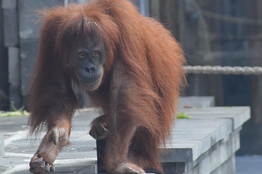 50+ Free Monkey Hands & Monkey Photos - Pixabay