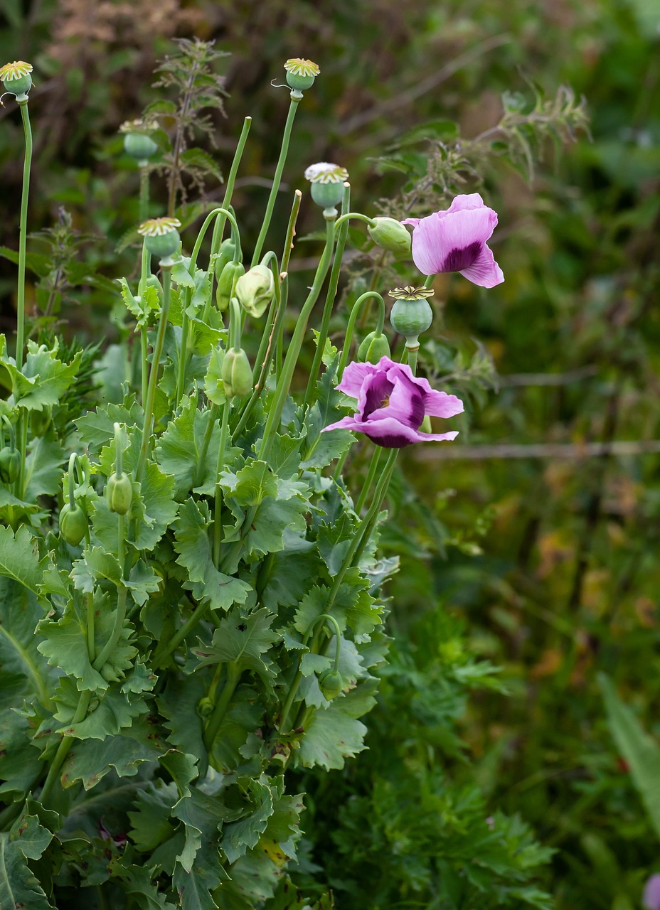 Grain D'Opium Violet De Pavot - Photo gratuite sur Pixabay - Pixabay
