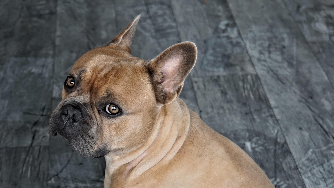 Bulldog Francés Perro Animal - Foto gratis en Pixabay - Pixabay