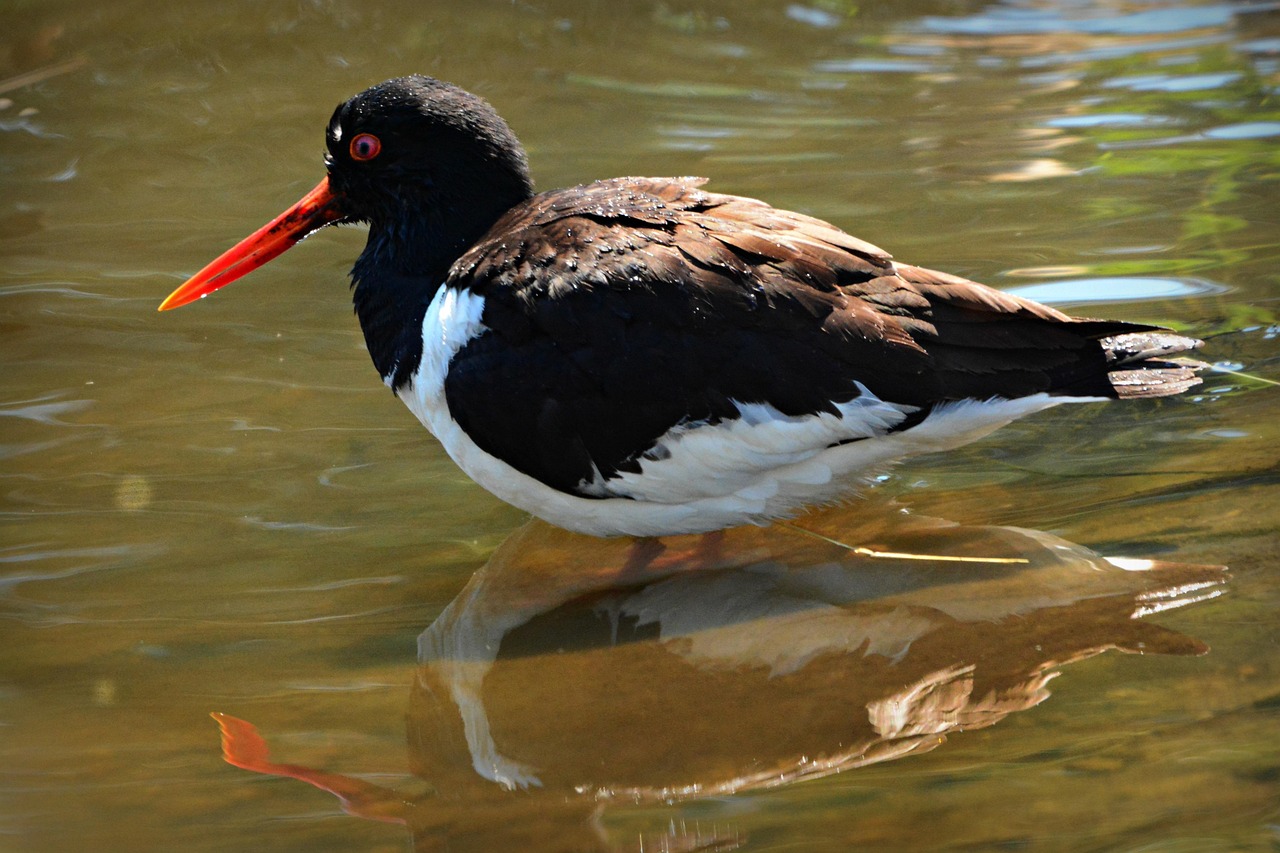 Eurasian Oyster Catcher Bird - Free photo on Pixabay - Pixabay