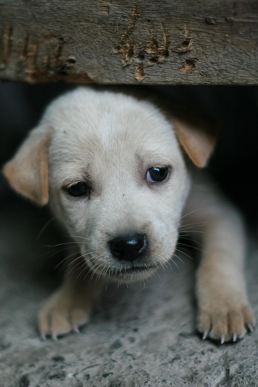 Dog Potrait Small - Free photo on Pixabay - Pixabay