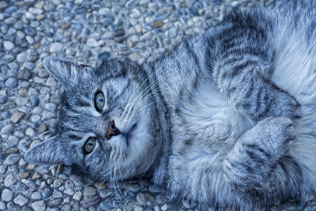 Cat Satisfied Lying - Free photo on Pixabay - Pixabay