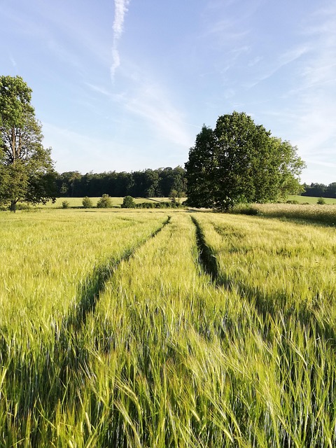 Walk Field Grain - Free photo on Pixabay - Pixabay