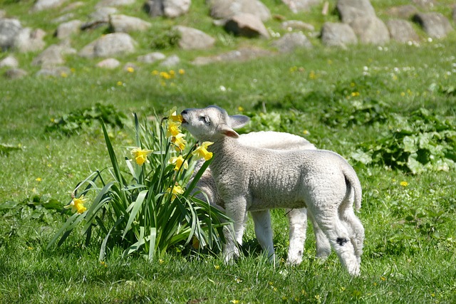 Lambs Easter Animal - Free photo on Pixabay - Pixabay
