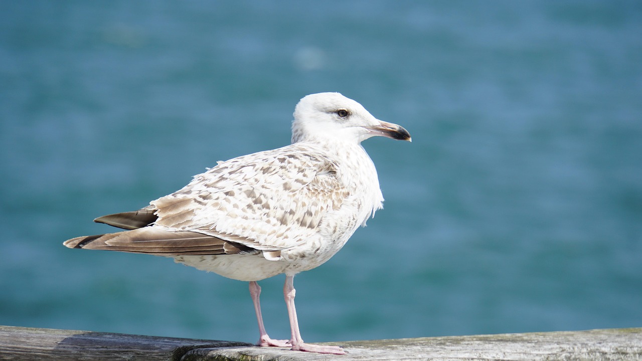 Mouette Oiseau Aile - Photo gratuite sur Pixabay - Pixabay