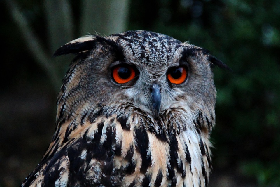 Uhu Vogel Eule - Kostenloses Foto auf Pixabay