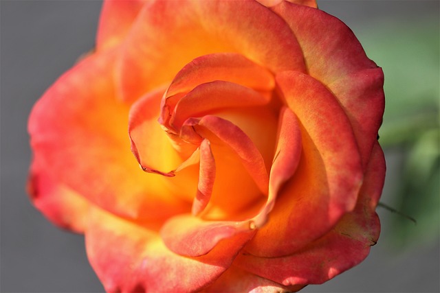 超过 30000 张关于“Rød Gul Rose Alinka”和“自然”的免费图片 - Pixabay