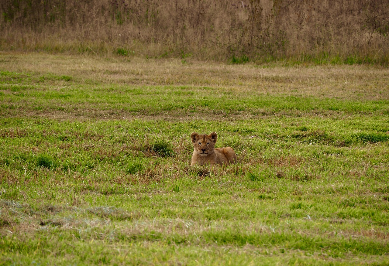 20,000+ Free Small Lion & Lion Images - Pixabay
