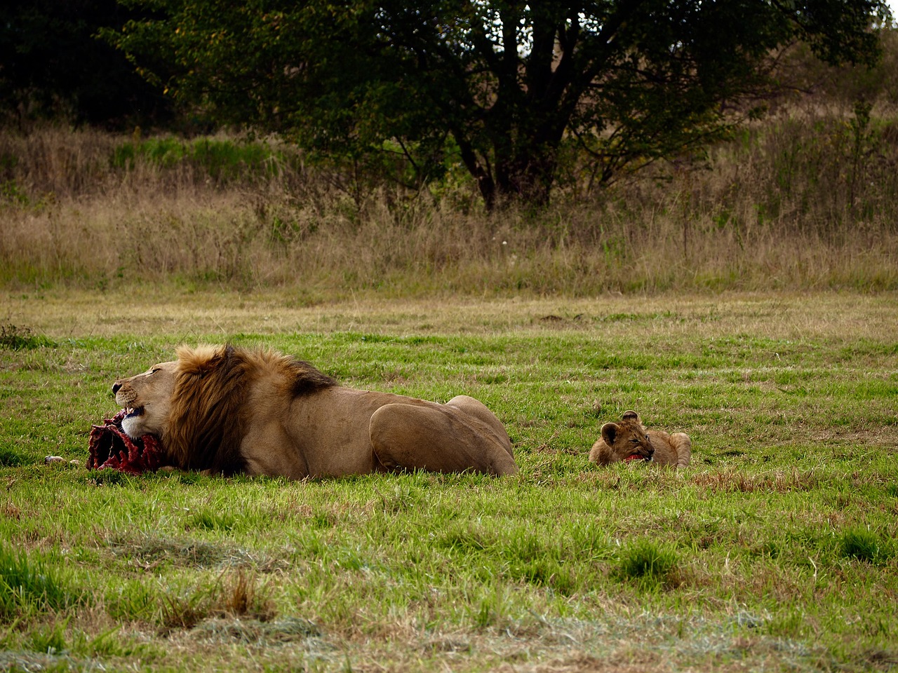 León Comiendo Fauna Silvestre - Foto gratis en Pixabay - Pixabay