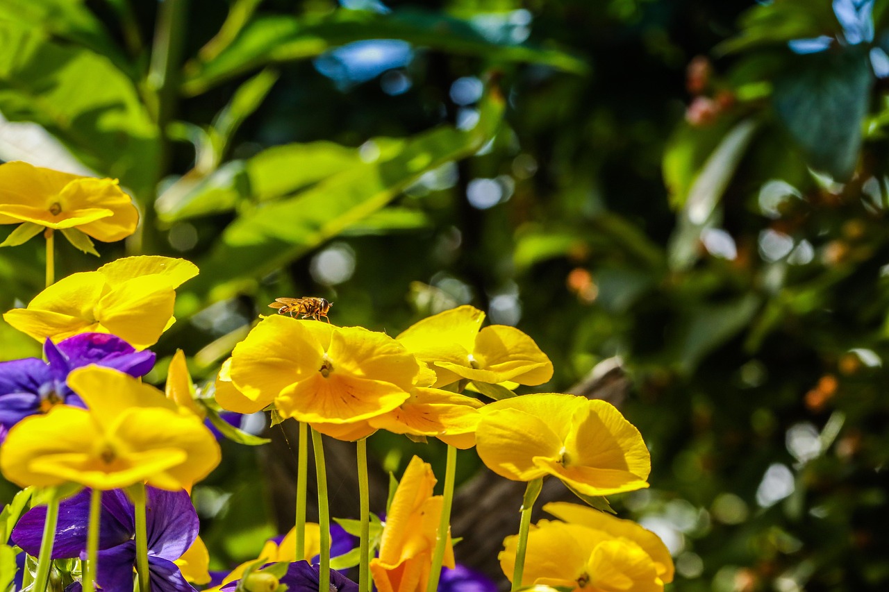 Stemorsblomst Insekt Veps - Gratis foto på Pixabay - Pixabay