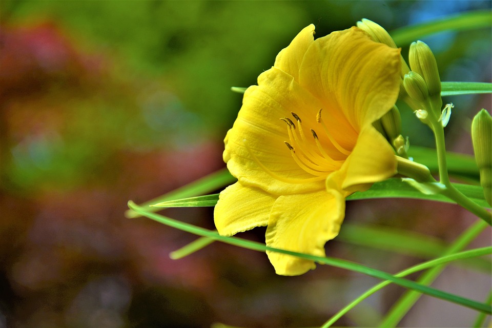 Fleur Lys Jaune - Photo gratuite sur Pixabay
