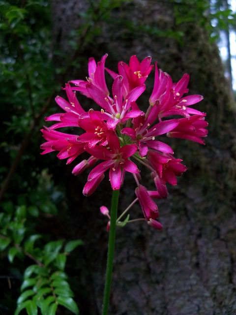 Andrews Clintonia Lily Red - Free photo on Pixabay - Pixabay