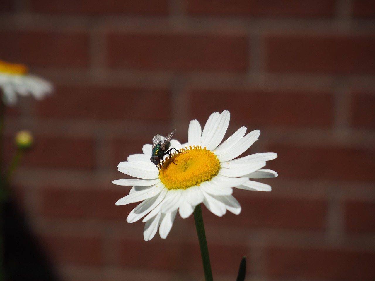 Marguerite Flower Flowers - Free photo on Pixabay - Pixabay