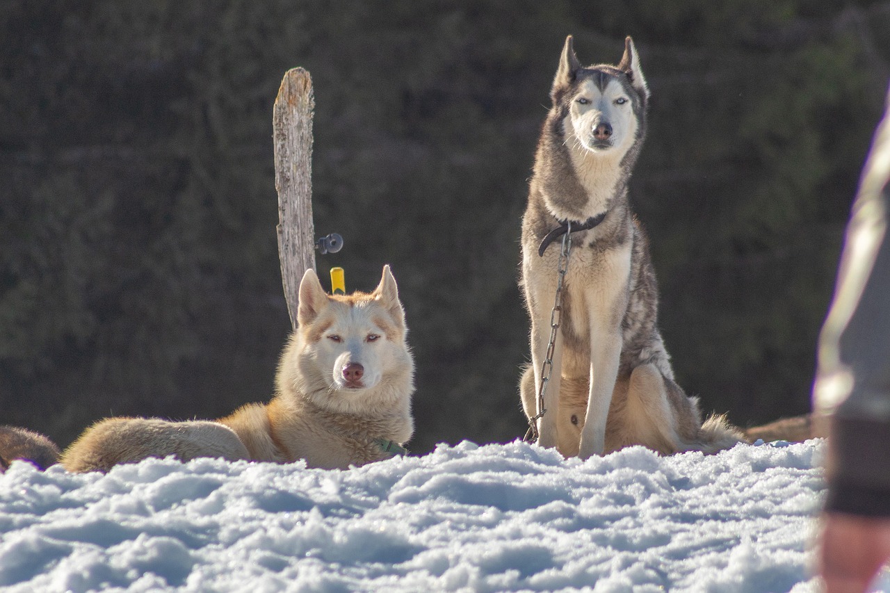 Perro Nieve Invierno - Foto gratis en Pixabay - Pixabay