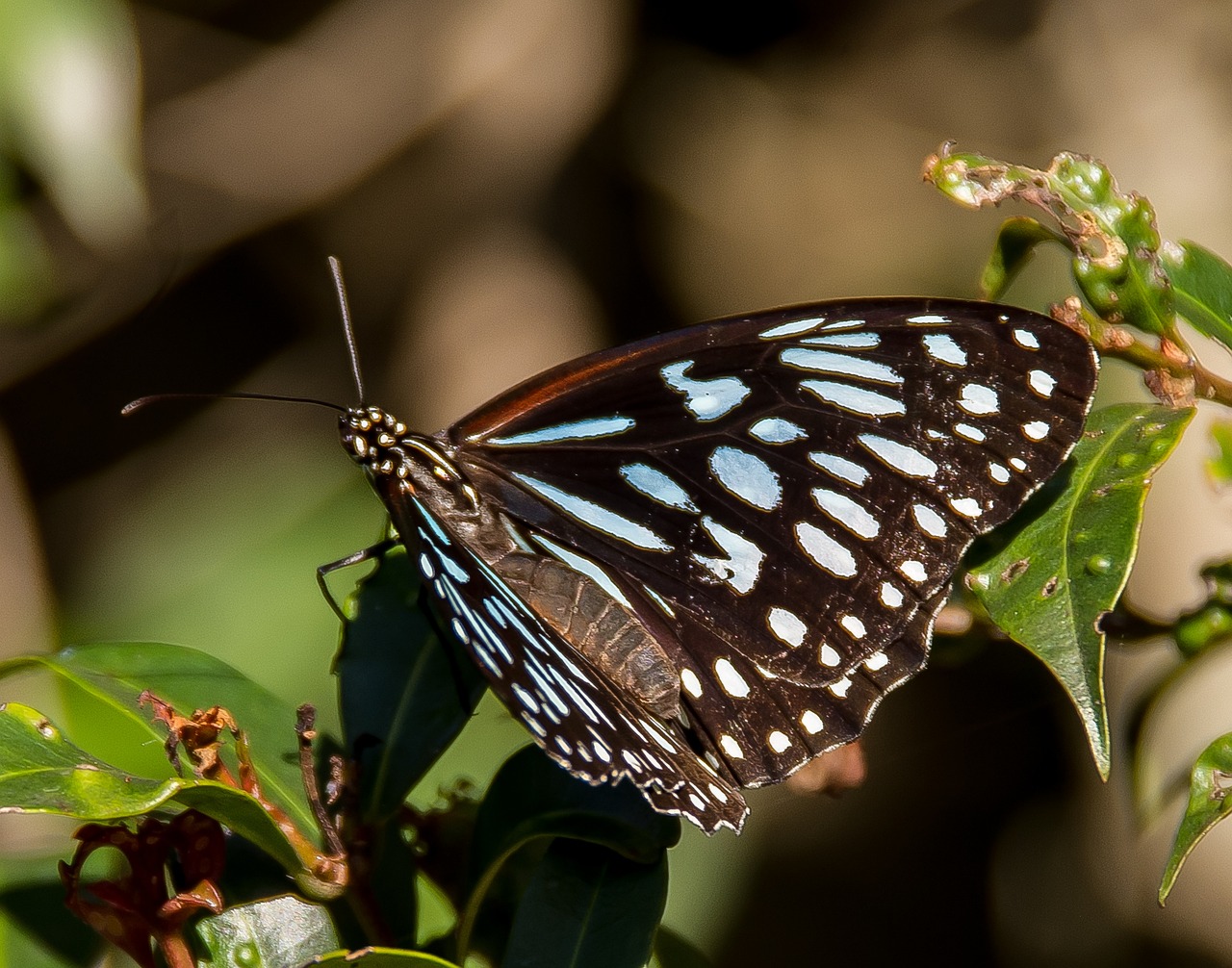 200+ Free Tiger Butterfly & Butterfly Images - Pixabay