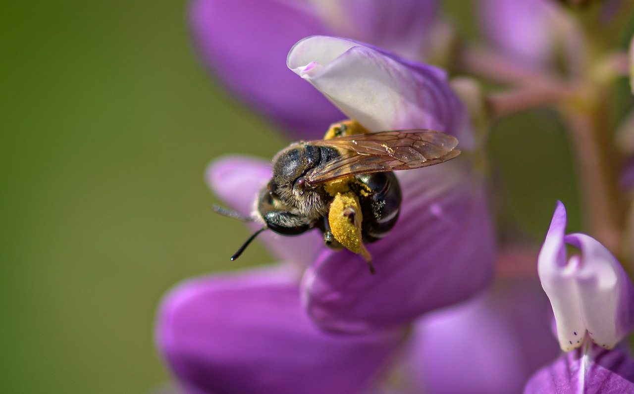 Wild Bee Fertilize Collect Nectar - Free photo on Pixabay - Pixabay