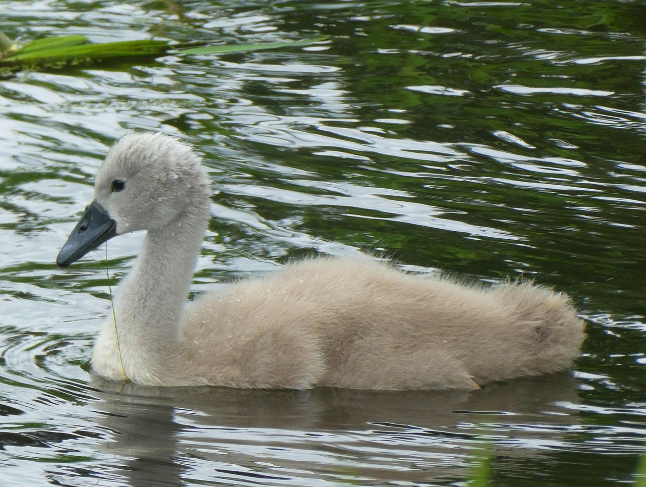 300+ Free Swans Cygnets & Cygnet Images - Pixabay