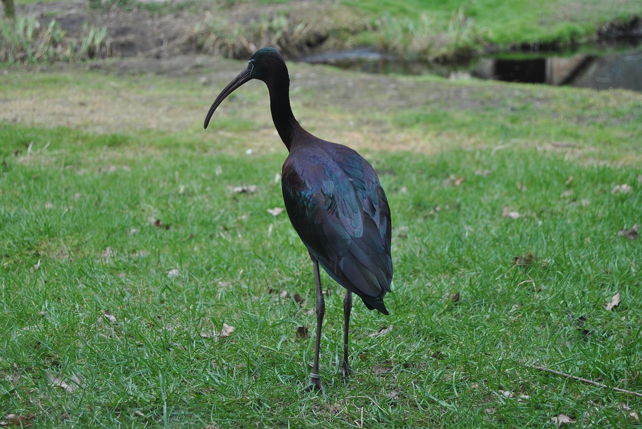 Stork Animal Bird - Free photo on Pixabay - Pixabay