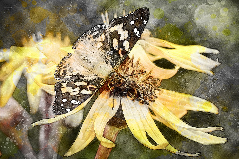 Animal Insecte Papillon Vanessa - Image gratuite sur Pixabay - Pixabay