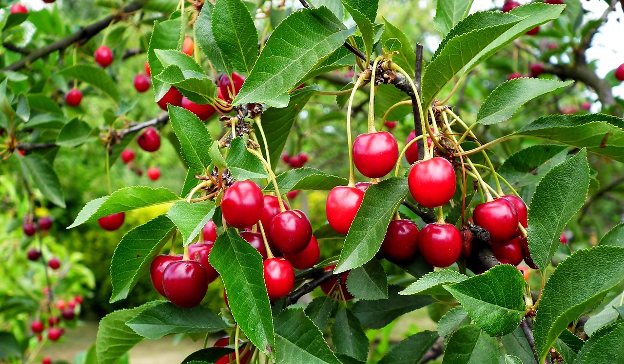 Cerezas Fruta Árbol - Foto gratis en Pixabay - Pixabay