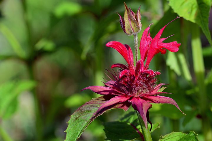 500+ Free Nettle & Stinging Nettle Images - Pixabay