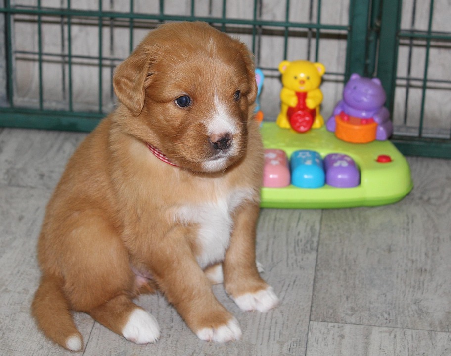 Perro Perdiguero De Peaje Del Pato - Foto gratis en Pixabay - Pixabay