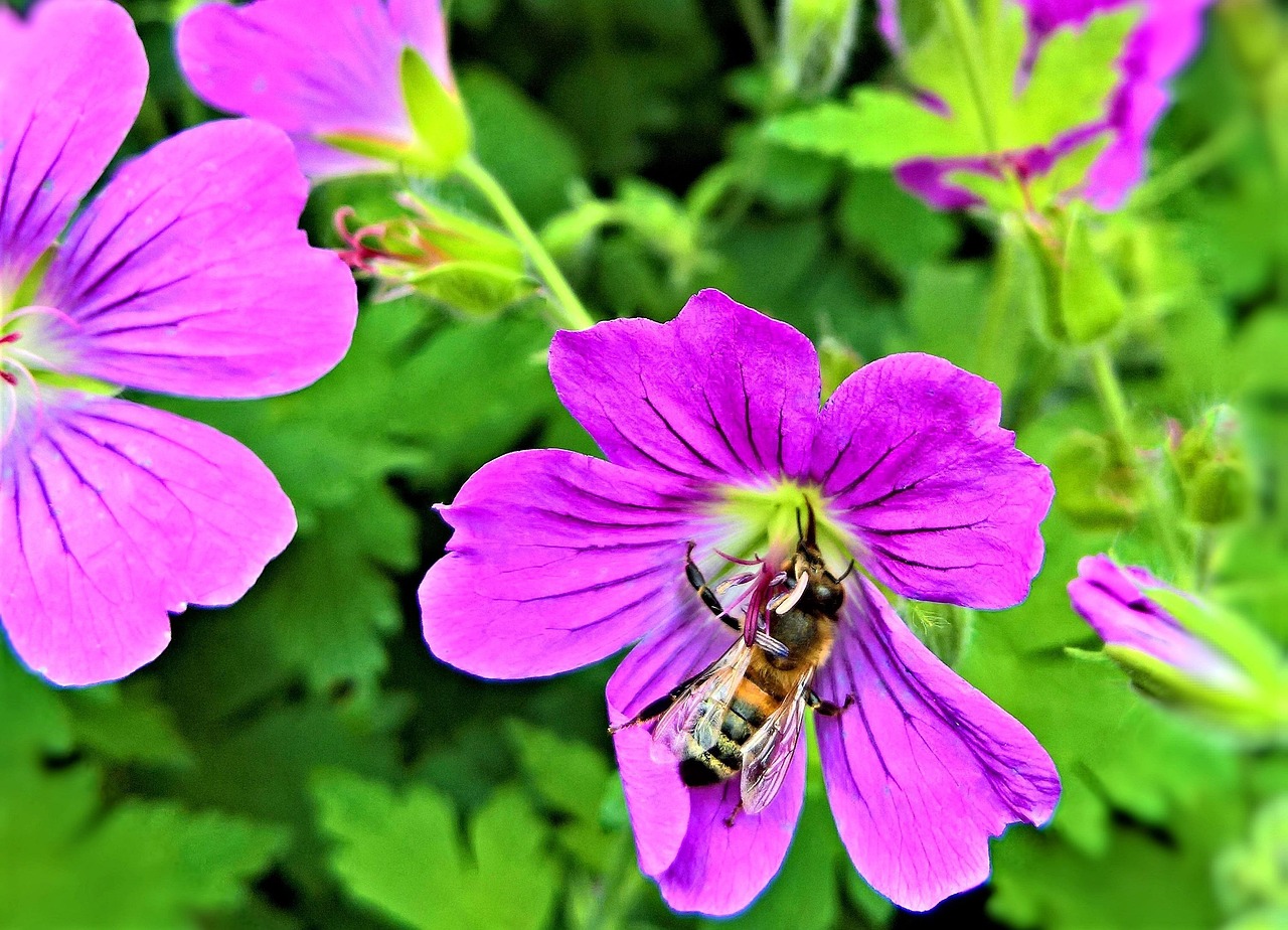 Flower Cranesbill Plant - Free photo on Pixabay - Pixabay