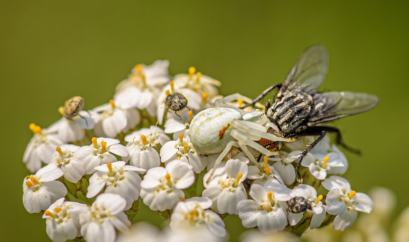 200+ Free White Spider & Spider Images - Pixabay
